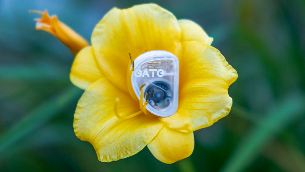 Truthear GATe - New Ultra-Budget King? – Headphones.com